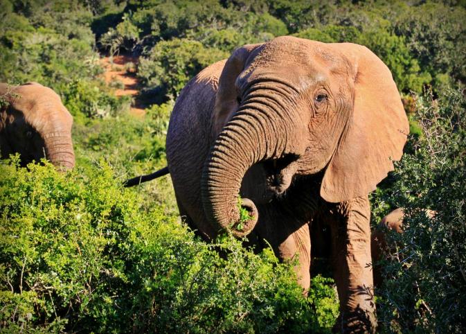 The migration of wild elephants in Yunnan, which has exploded on the ...